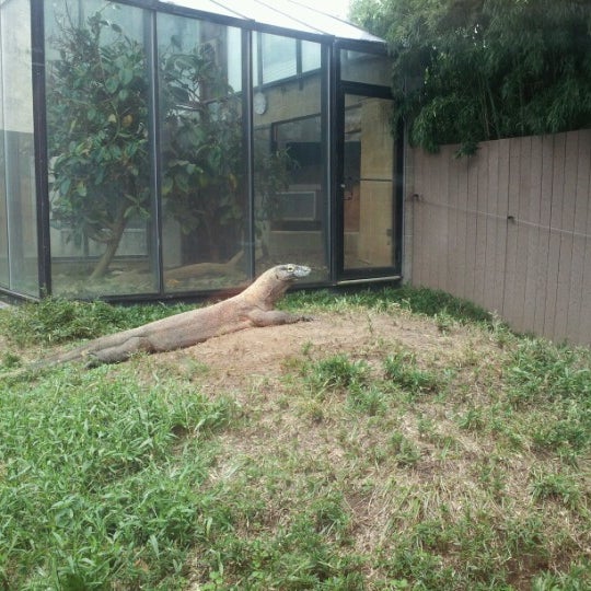 Komodo Dragon Exhibit - Zoo Exhibit in Washington