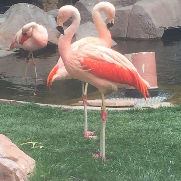 Flamingo Las Vegas Hotel & Casino - Hotel in The Strip
