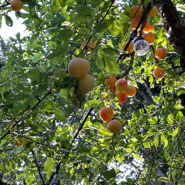 Cuckoos - Italian Restaurant in Coombs