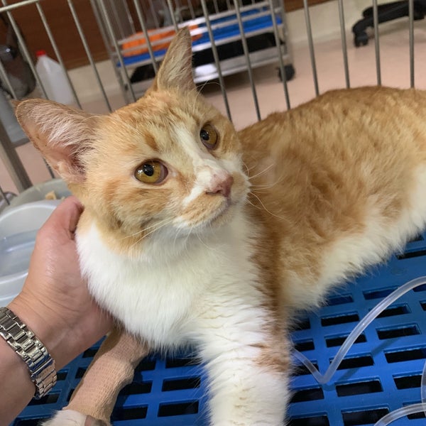 Photos at Gasing Veterinary Hospital - Veterinarian in Petaling Jaya