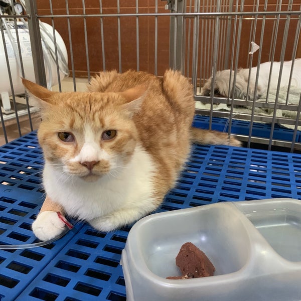 Photos at Gasing Veterinary Hospital - Veterinarian in Petaling Jaya