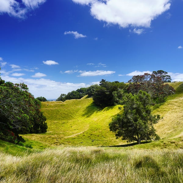 One Tree Hill Domain - Park
