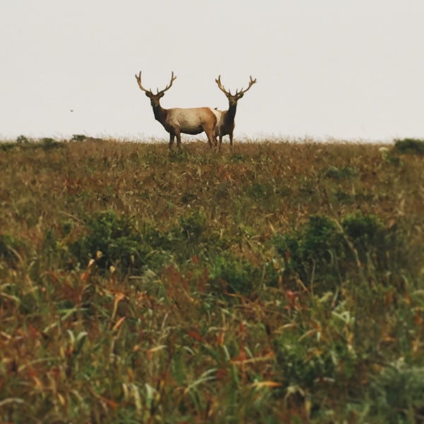 Tule Elk Reserve - Hiking Trail