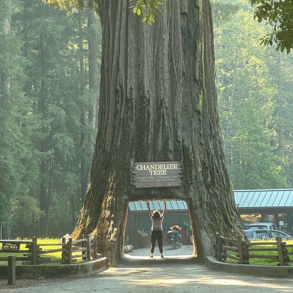 Drive-Thru Tree Park - 24 tips from 1233 visitors