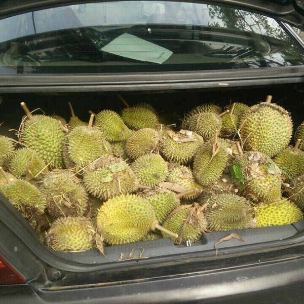 Dusun durian bukit gantang - Farm