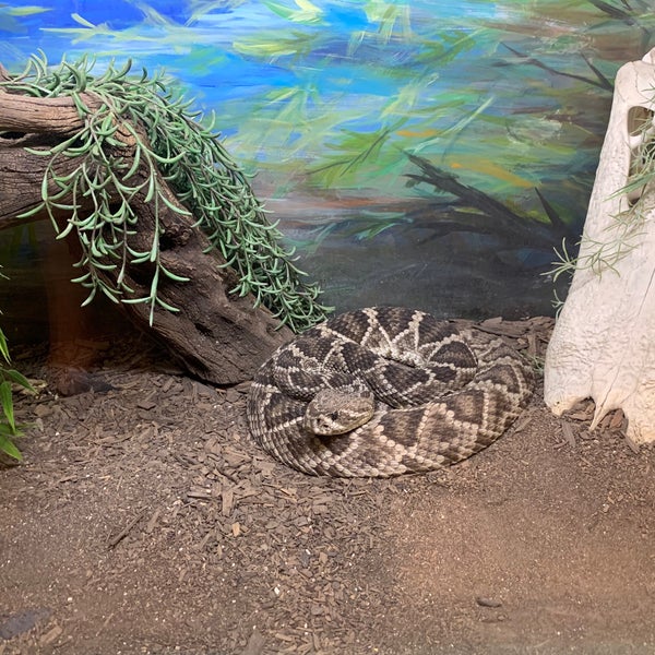 The Rattlesnake Museum - Old Town - 7 tips