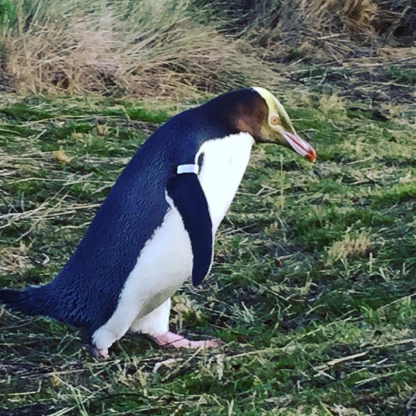 Penguin Place - 3 tips