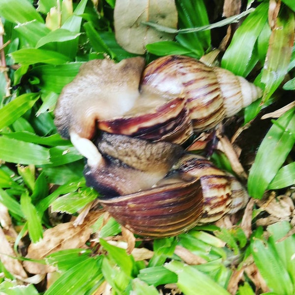 Senja LRT Station (BP13) - Light Rail Station in Singapore