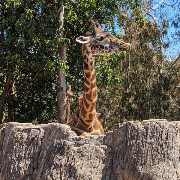 Giraffe Exhibit - Zoo Exhibit in Balboa Park