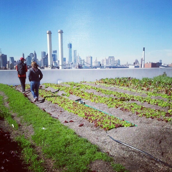 Photos at Brooklyn Grange Rooftop Farm - Long Island City, NY