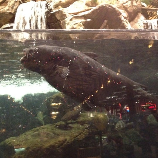 Fish Tank at Bass Pro Shops - Other Great Outdoors in Concord
