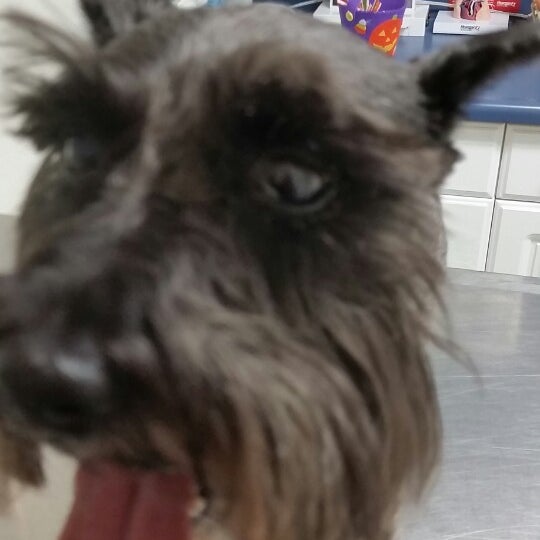 Alta Loma Animal Hospital - Rancho Cucamonga, CA
