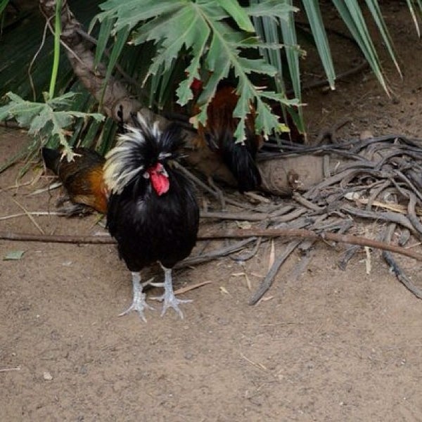 Zapari Junga Junga (צפארי ג'ונגה ג'ונגה) - Exhibit