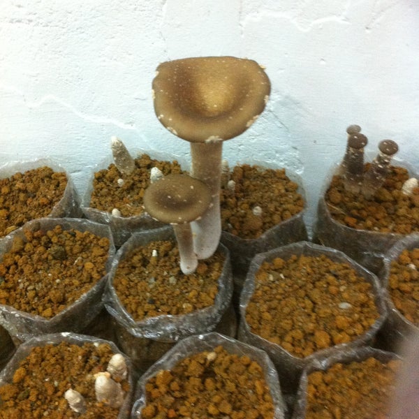 Photos at Kin Yan Agrotech Pre Ltd - Farm in Singapore