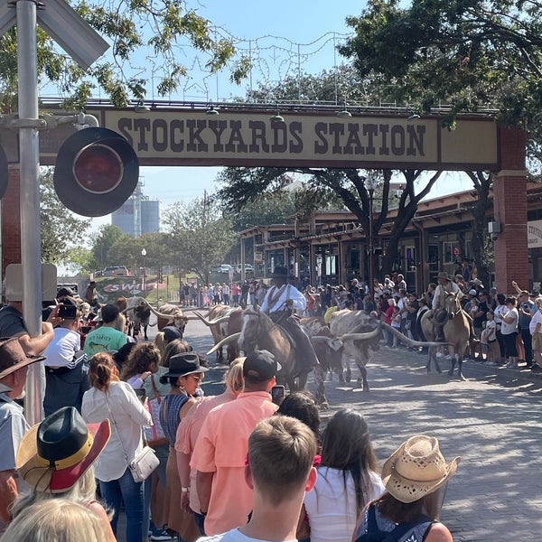 Stockyard Cattle Drive - 18 tips
