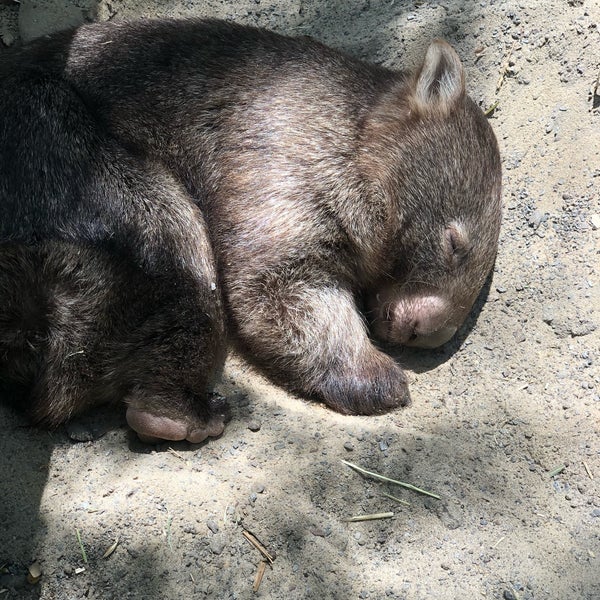 Wombat Enclosure - Zoo Exhibit in Doonside