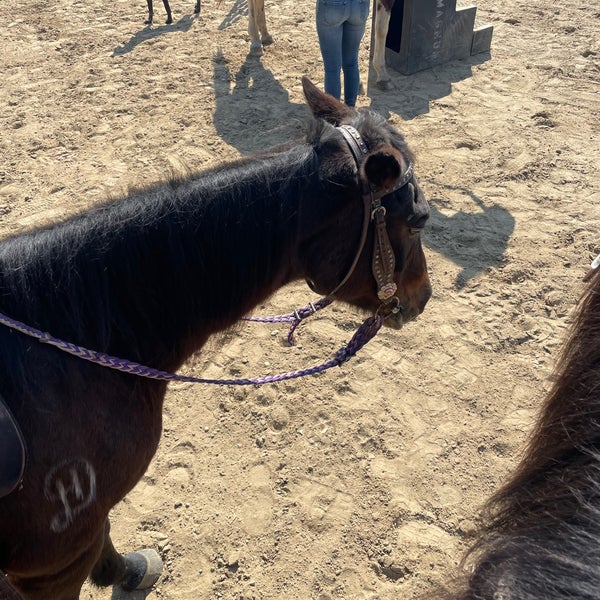 Dun Hollow Stables - Stables