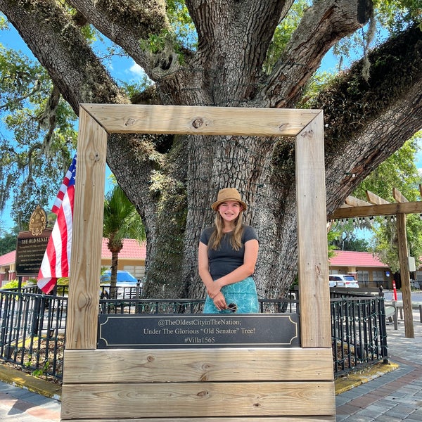 Photos at The Old Senator Tree - Tree