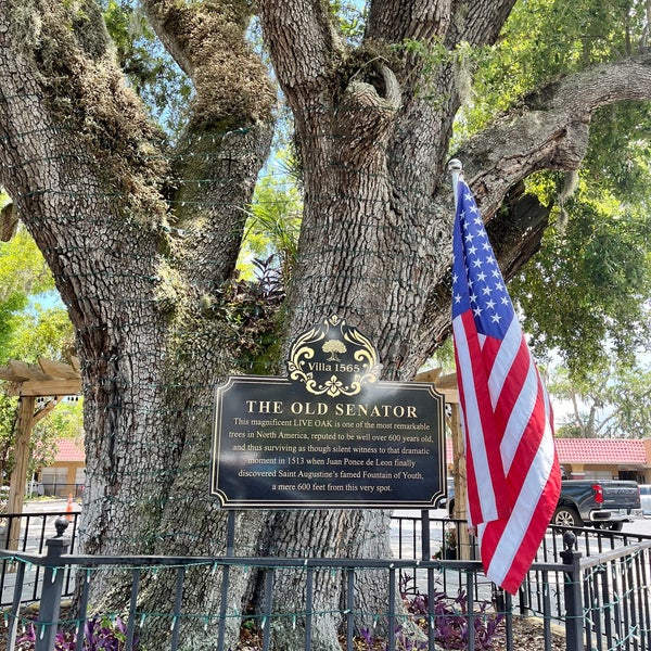 Photos at The Old Senator Tree - Tree