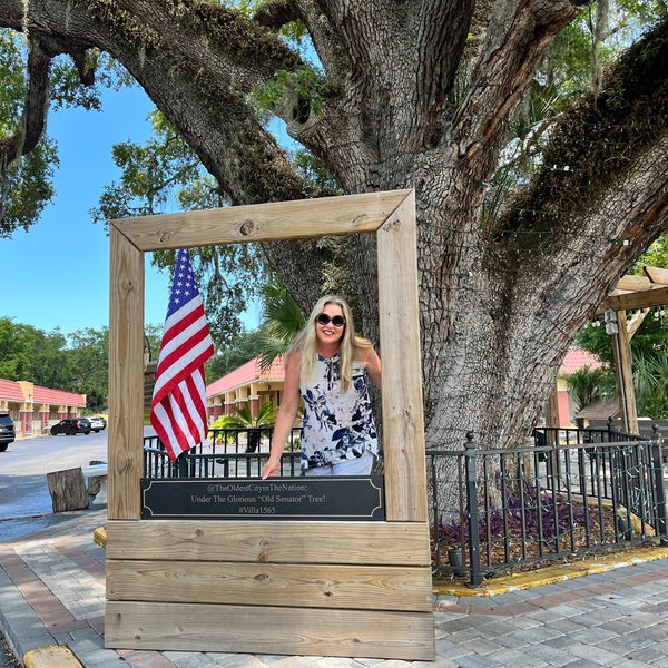 Photos at The Old Senator Tree - Tree