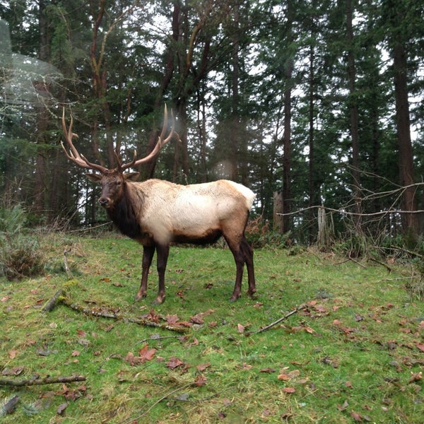 Northwest Trek Wildlife Park - Zoo