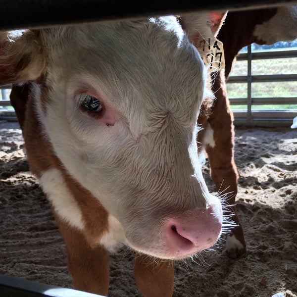 LBJ Ranch Show Barn - Stonewall, TX