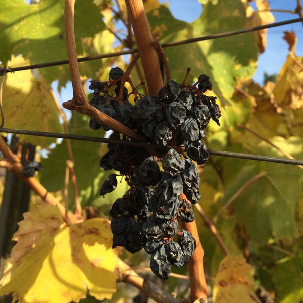 Photos at Crooked Vine/Stony Ridge Winery - 7 tips