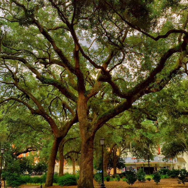 Photos at Forrest Gump's Bench (former location) - Historic District ...