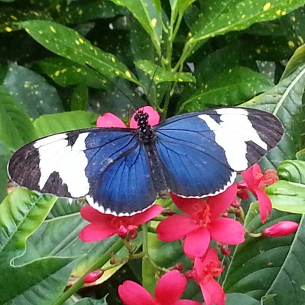 Key West Butterfly & Nature Conservatory - Key West, FL