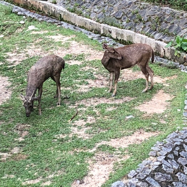 Taman Rusa & Kancil (KL Deer Park) - 9 tips
