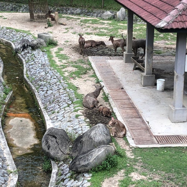 Taman Rusa & Kancil (KL Deer Park) - 9 tips
