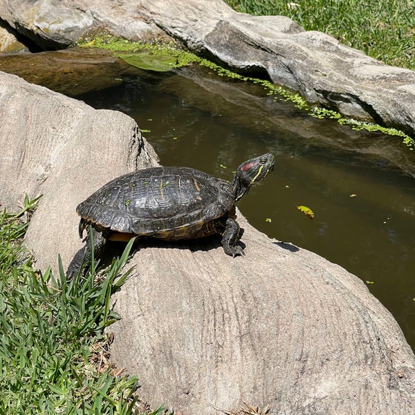 The Huntington Library, Art Collections, and Botanical Gardens - Museum