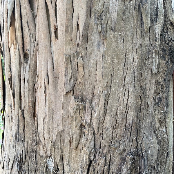 Sigmund Stern Grove - Parkside - 2750 19th Ave