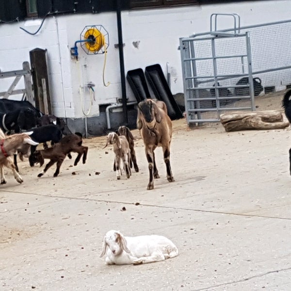 Photos at Surrey Docks City Farm - Farm in Surrey Docks