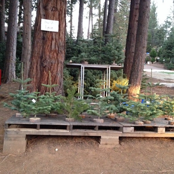 Indian Rock Tree Farm - Camino, CA