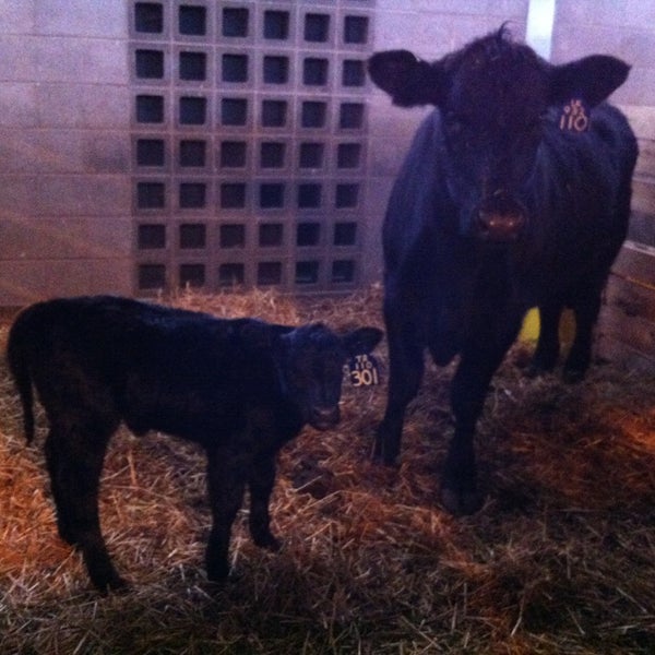 Photos at Penn State Beef and Sheep Center - Penn State University