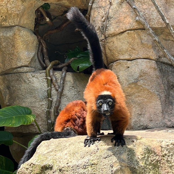 Bermuda Aquarium, Museum and Zoo - Zoo