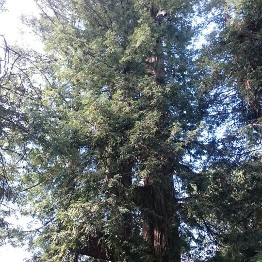 El Palo Alto Redwood Tree - 2 tips from 149 visitors