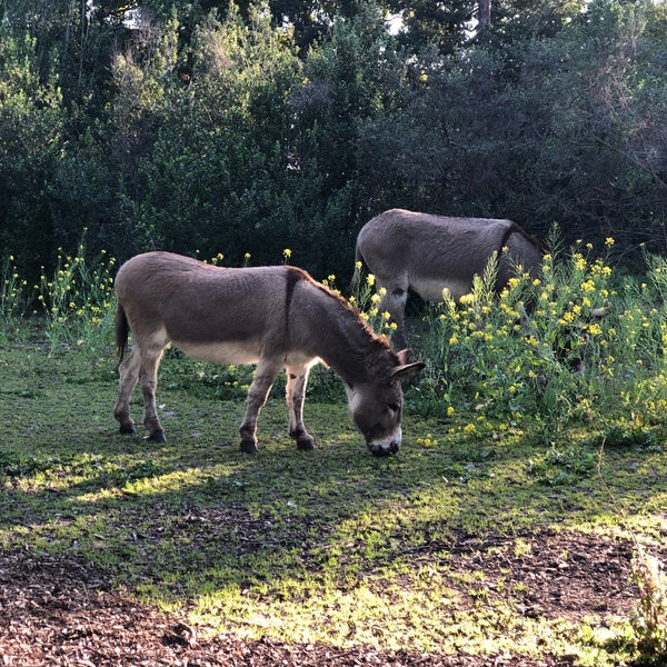 Palo Alto Community Donkey Corral - Barron Park - 3 tips