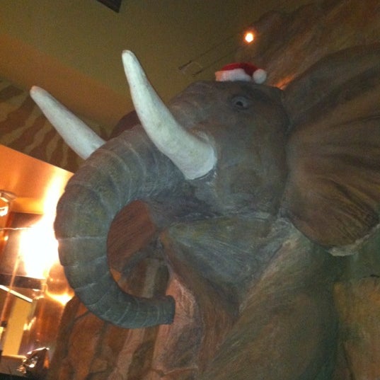 Elephant Bar - 12 tips from 1184 visitors