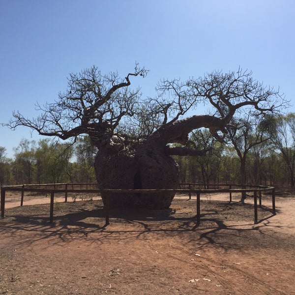 Prison Boab Tree - 40 visitors