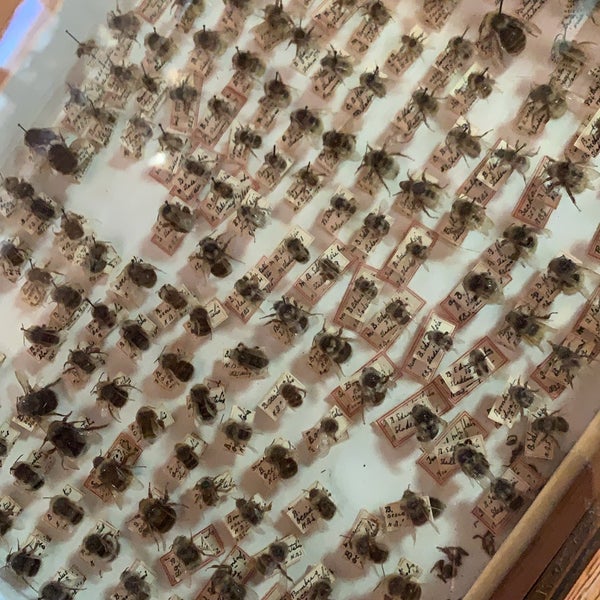 Banff Park Museum - Banff, AB