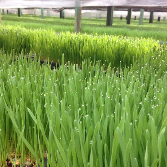 Photos at Kin Yan Agrotech Pre Ltd - Farm in Singapore