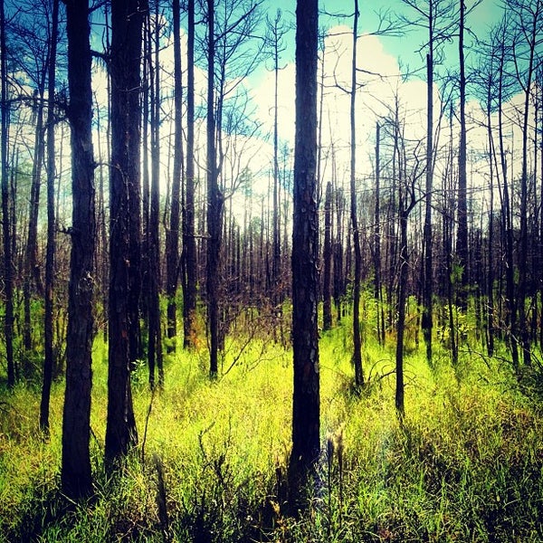 The Everglades - Naples, FL