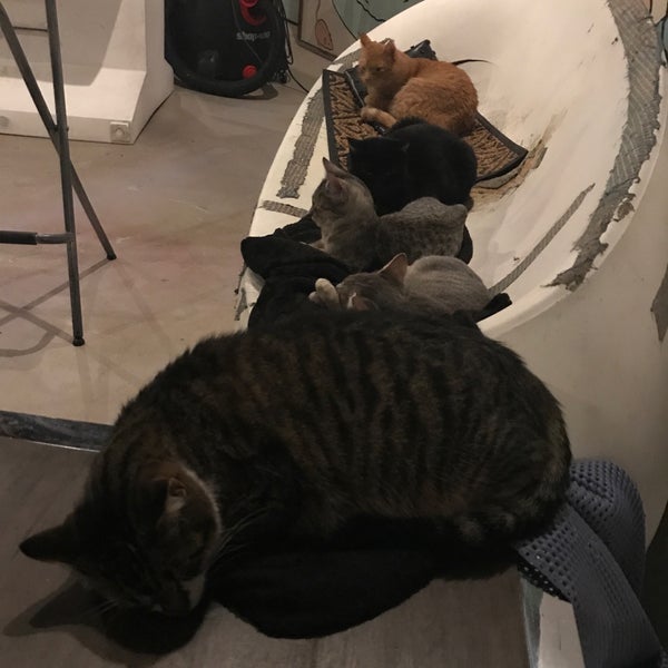 Blue Cat Cafe (Now Closed) - East Cesar Chavez - Austin, TX