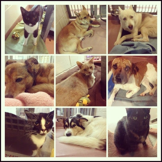 Hamilton SPCA - Hamilton, ON