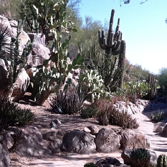 The Phoenician Resort Cactus Garden - Garden in Phoenix