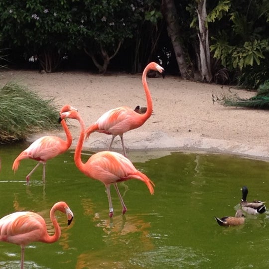 Flamingo Exhibit - Balboa Park - 6 tips