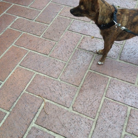 Photos at East Pointe Commons Dog Park - Dog Run in Lower East Side