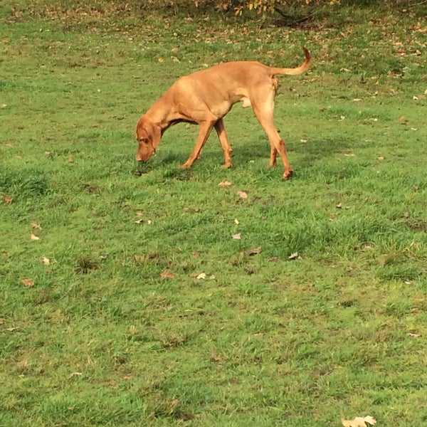Hondenloopzone Bremweide - Deurne - 2 tips from 196 visitors